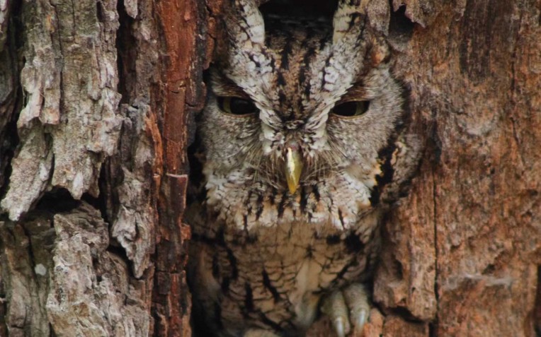 camouflage | Bird Academy • The Cornell LabBird Academy • The Cornell Lab