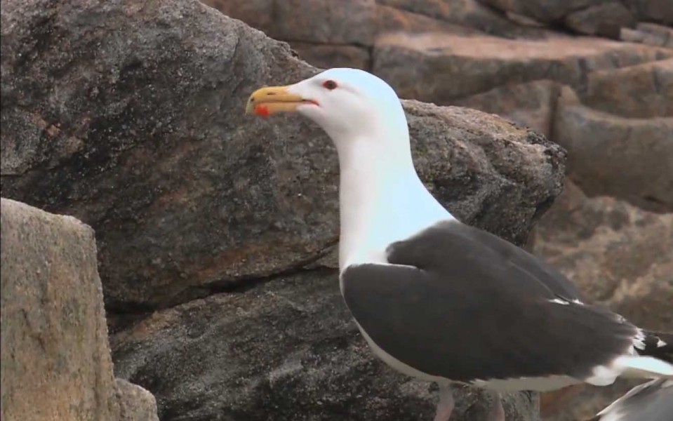 threat | Bird Academy • The Cornell LabBird Academy • The Cornell Lab