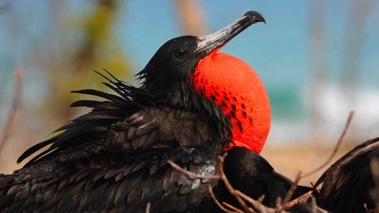 clap | Bird Academy • The Cornell LabBird Academy • The Cornell Lab