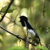 Learn How to Identify Bird Songs | Bird Academy • The Cornell Lab