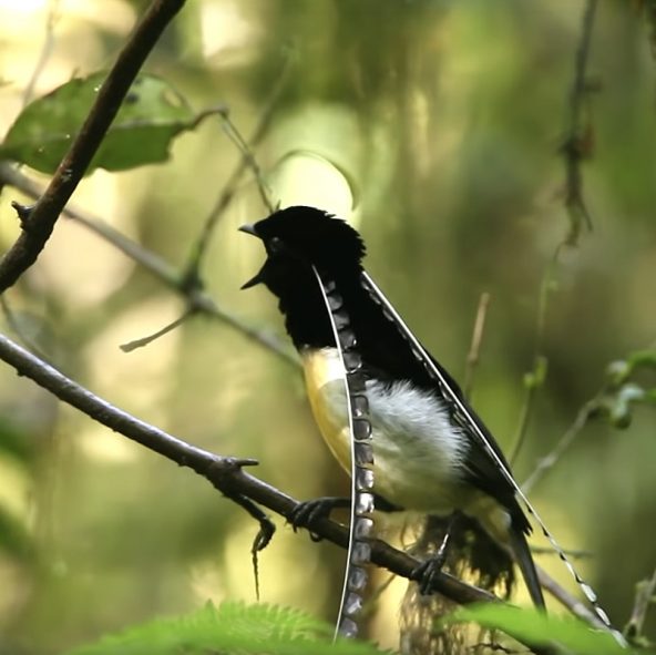 Learn How to Identify Bird Songs | Bird Academy • The Cornell Lab