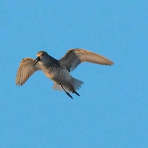 Learn How to Identify Bird Songs | Bird Academy • The Cornell Lab