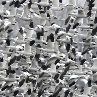Birds of the Yellow Sea | Bird Academy • The Cornell Lab