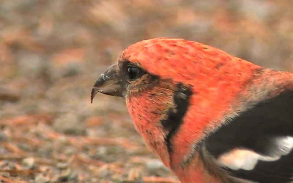 conifers | Bird Academy • The Cornell LabBird Academy • The Cornell Lab