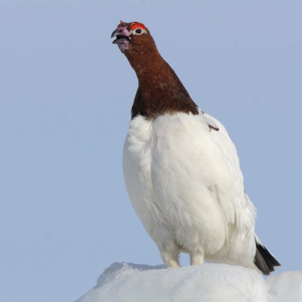 Caw vs. Croak: Inside the Calls of Crows and Ravens | Bird Academy ...