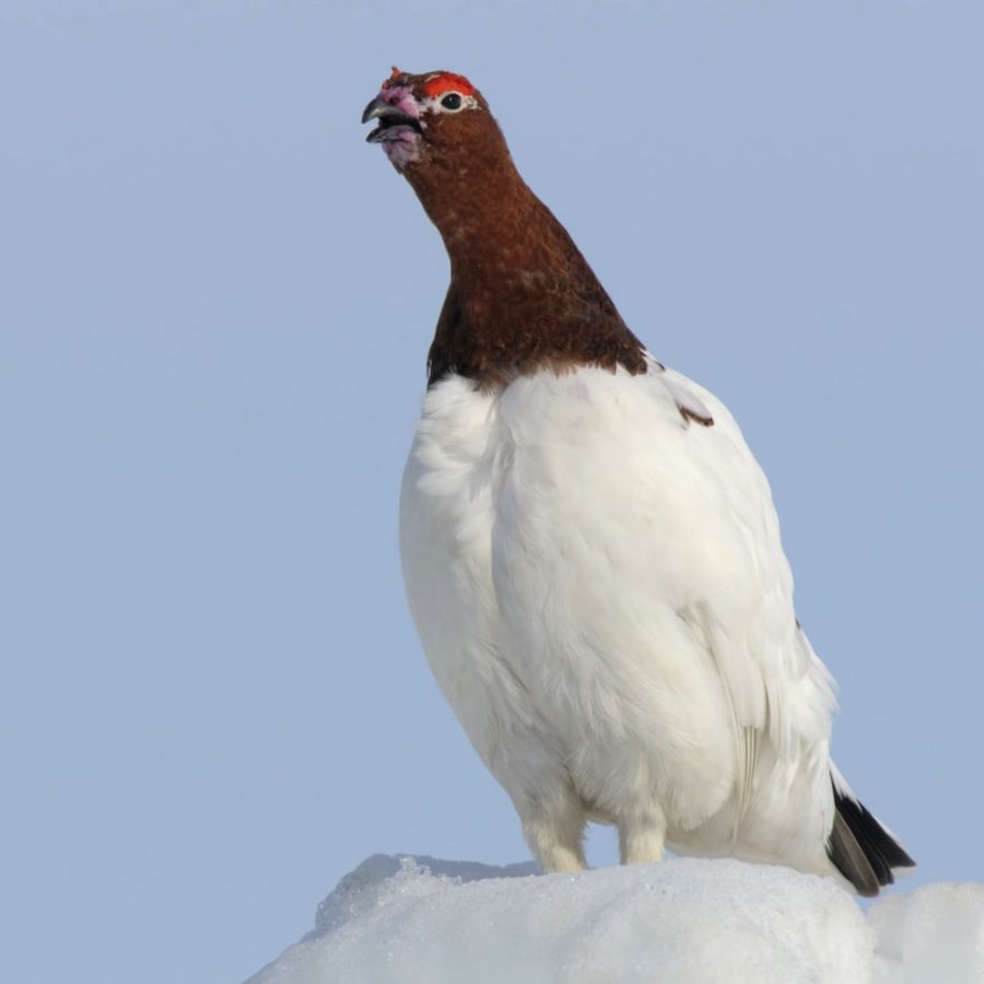 Caw vs. Croak: Inside the Calls of Crows and Ravens | Bird Academy ...