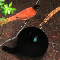 Handbook of Bird Biology Media Library | Bird Academy • The Cornell Lab