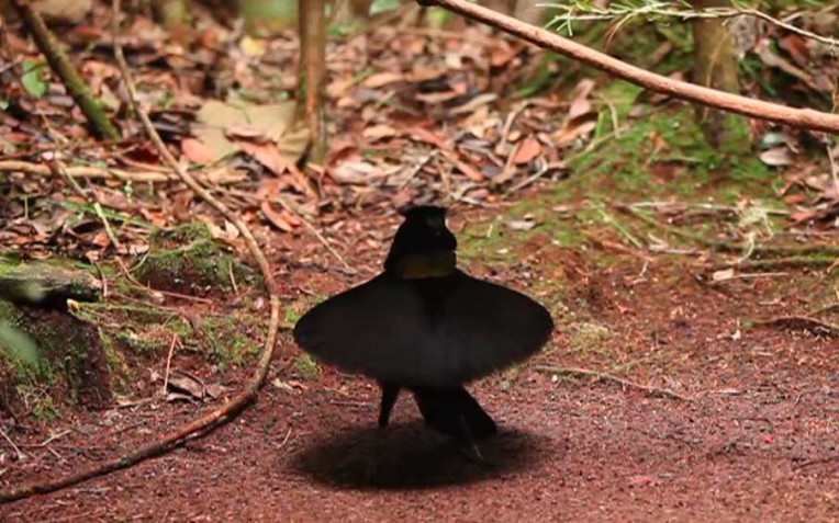 courtship | Bird Academy • The Cornell LabBird Academy • The Cornell Lab
