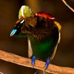 What is Unique to Birds? | Bird Academy • The Cornell Lab