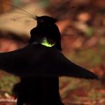 Superb Lyrebird Might Be the Fanciest Bird in the World | Bird Academy ...