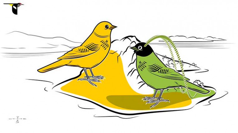 bird-of-paradise | Bird Academy • The Cornell LabBird Academy • The ...