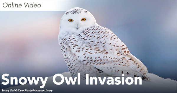 Snowy Owl Invasion | Bird Academy • The Cornell Lab