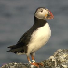 Gentoo Penguins Build Rock Nests on the Antarctic Ground | Bird Academy ...