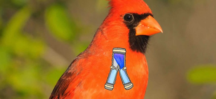 physiology | Bird Academy • The Cornell LabBird Academy • The Cornell Lab