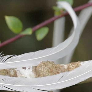 Inside Birding: Size & Shape | Bird Academy • The Cornell Lab