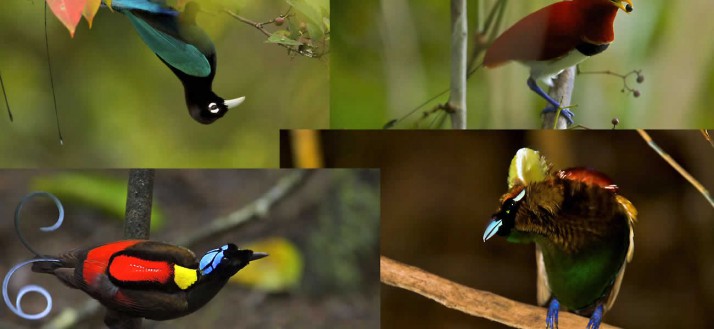 structural color | Bird Academy • The Cornell LabBird Academy • The ...