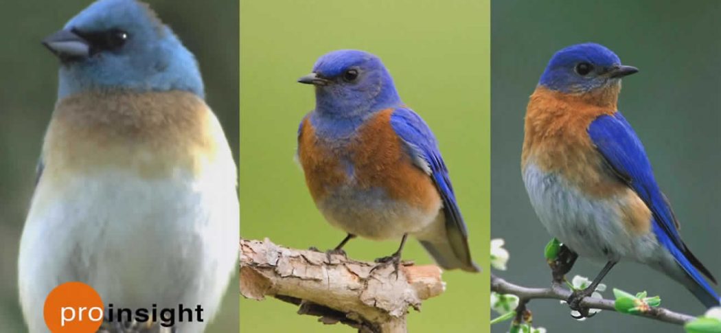 facial features | Bird Academy • The Cornell LabBird Academy • The ...