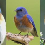 What is Unique to Birds? | Bird Academy • The Cornell Lab