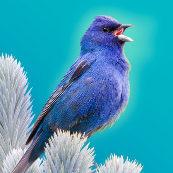 Chickadee Study Shows Climate Change Affecting Distribution | Bird ...