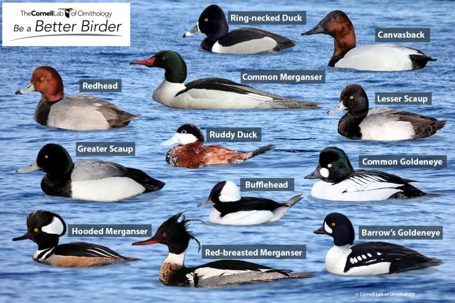 How Hunters and Artists Helped Save North America’s Waterfowl | Bird ...