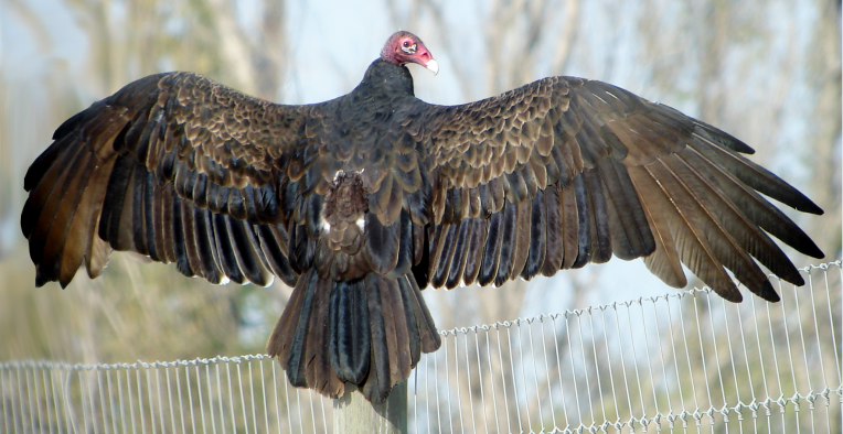 Turkey Vulture wings spread 23Sep08 kjm0701-1ac_2 | Bird Academy • The ...