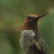 Extreme Hummingbirds of the World | Bird Academy