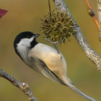 Why Chickadees Grab Seeds and Go: Feeder Bird Strategies | Bird Academy ...
