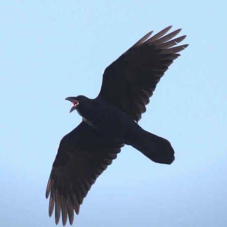 Caw vs. Croak: Inside the Calls of Crows and Ravens | Bird Academy ...