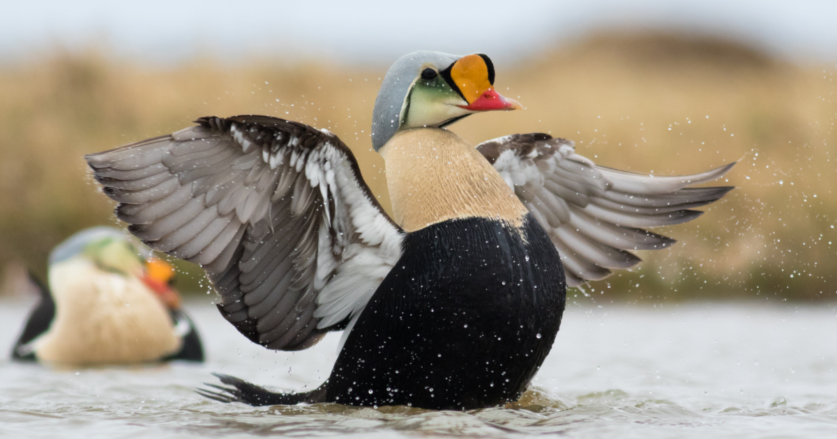 Dance Moves for Ducks: How to Recognize Courtship Displays | Bird ...