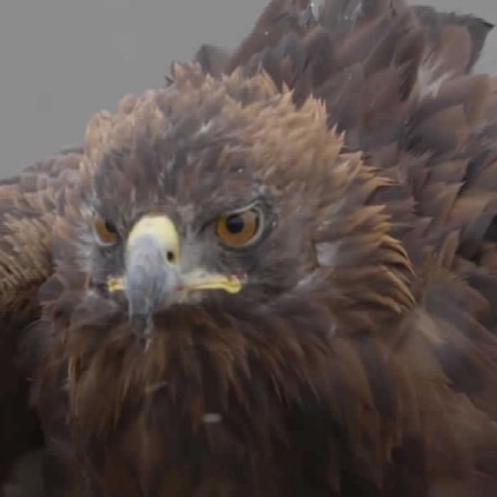 Golden Eagle in a Hunting Stoop | Bird Academy • The Cornell Lab