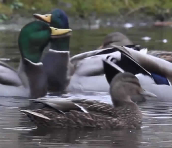 Dance Moves For Ducks How To Recognize Courtship Displays Bird