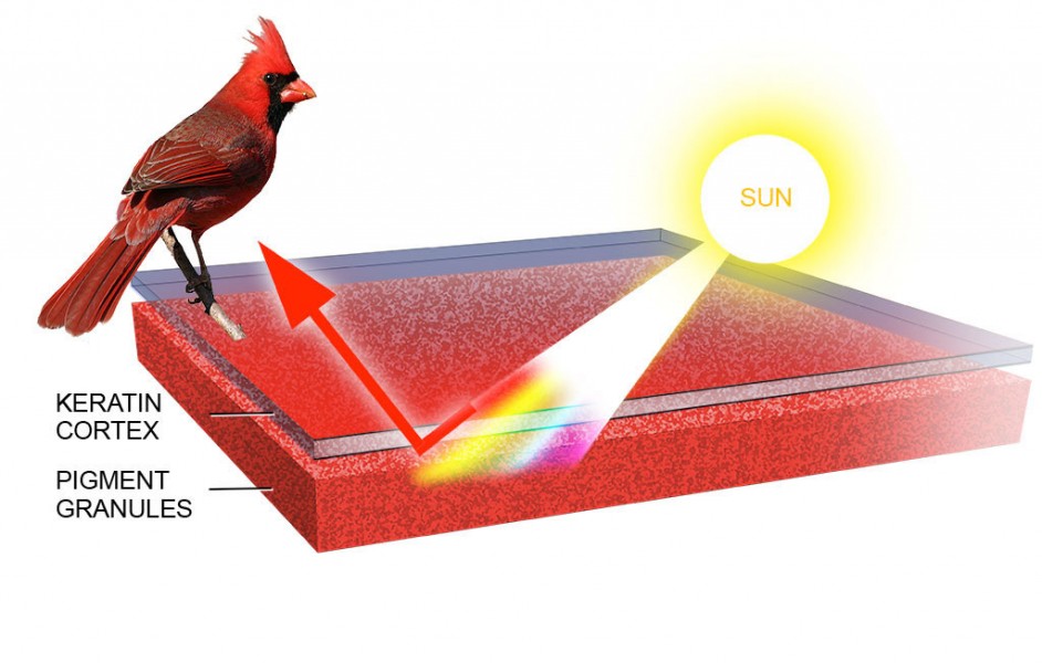 How Birds Make Colorful Feathers | Bird Academy • The Cornell Lab