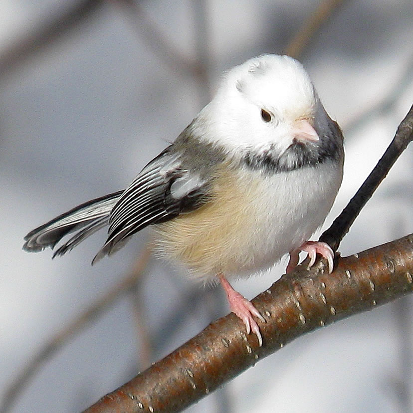 Bird Plumage Variations and Abnormalities | Bird Academy • The Cornell Lab