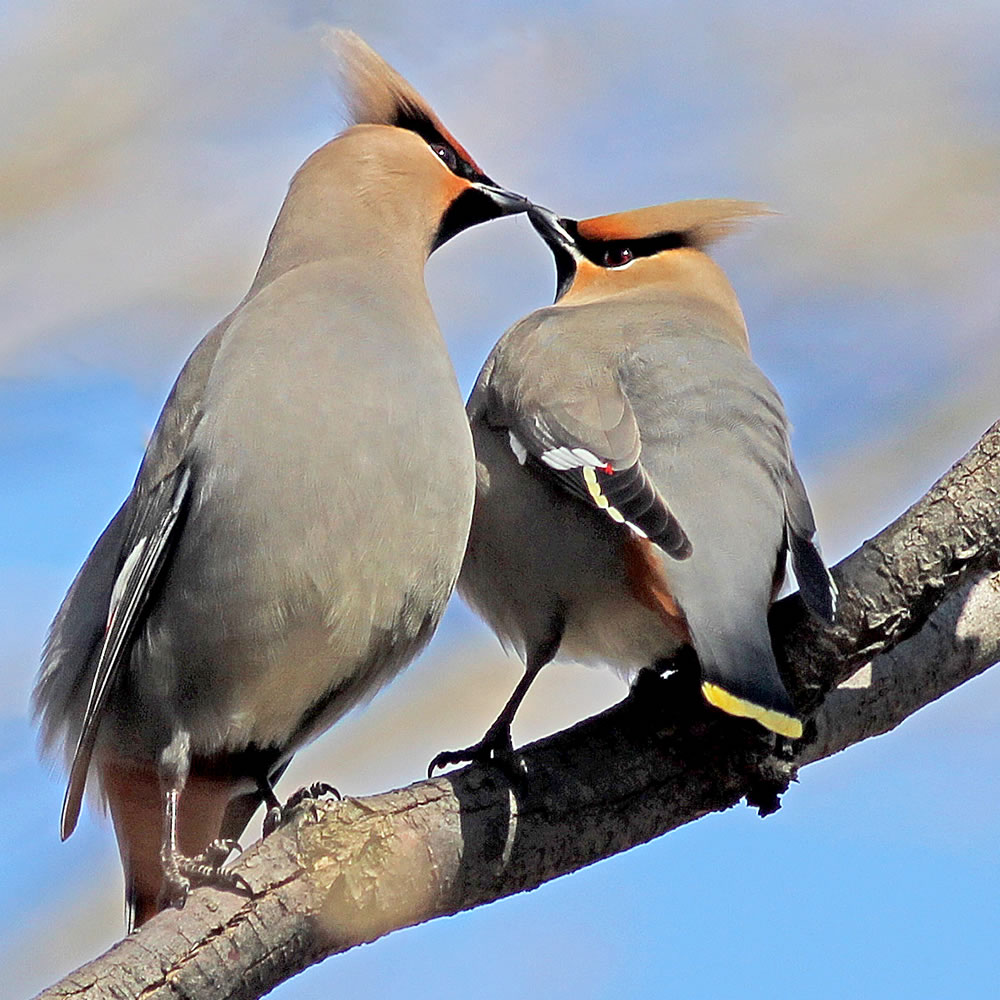 Bird Plumage Variations and Abnormalities | Bird Academy • The Cornell Lab