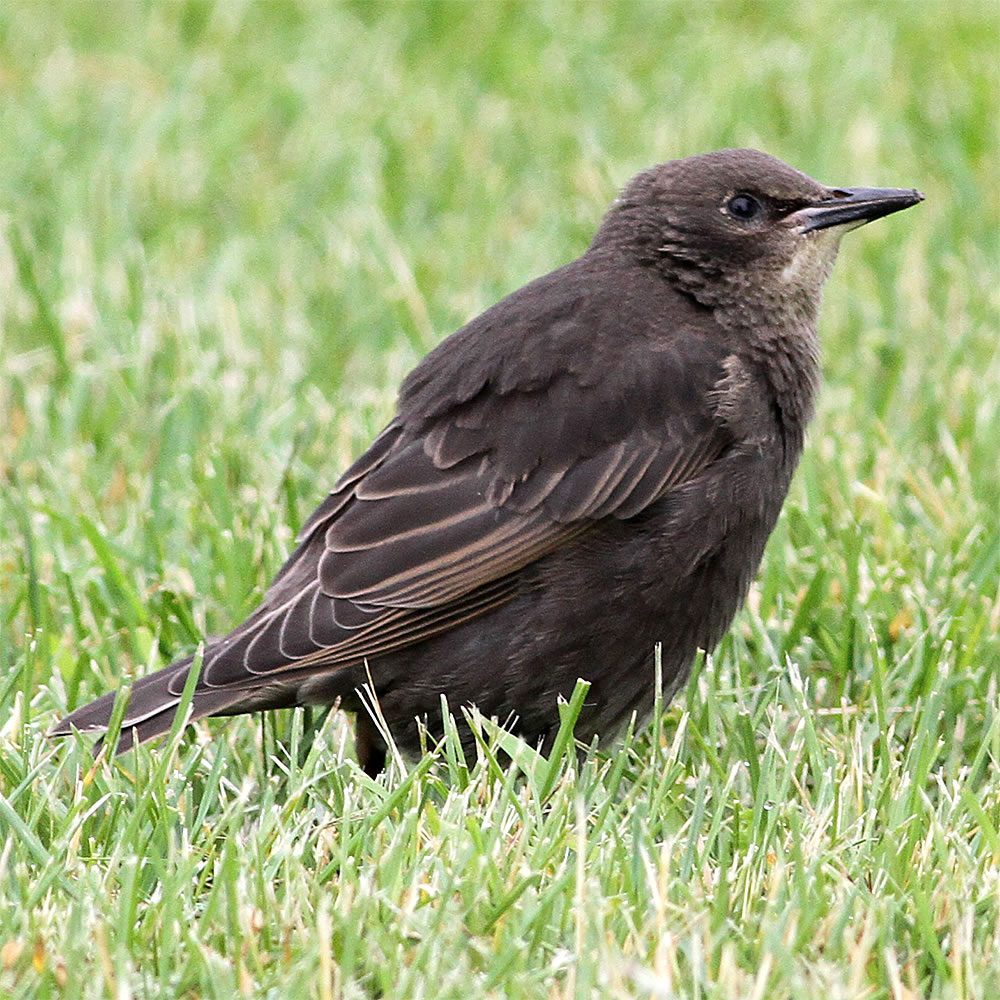 Bird Plumage Variations and Abnormalities | Bird Academy • The Cornell Lab