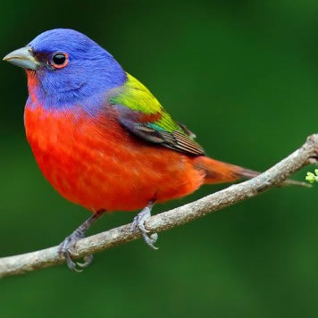 Handbook of Bird Biology Media Library | Bird Academy • The Cornell Lab