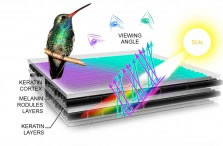 How Birds Make Colorful Feathers | Bird Academy • The Cornell Lab