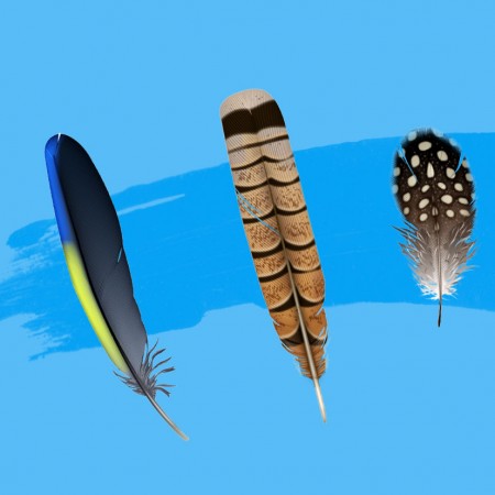 feather anatomy | Bird Academy • The Cornell LabBird Academy • The ...