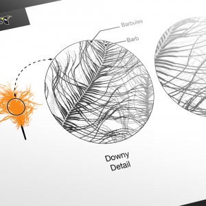 Feather Biology Slide Collection | Bird Academy • The Cornell Lab