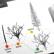 Feather Biology Slide Collection | Bird Academy • The Cornell Lab