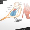 Anatomy of Bird Song Slides | Bird Academy • The Cornell Lab