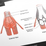 Anatomy of Bird Song Slides | Bird Academy • The Cornell Lab