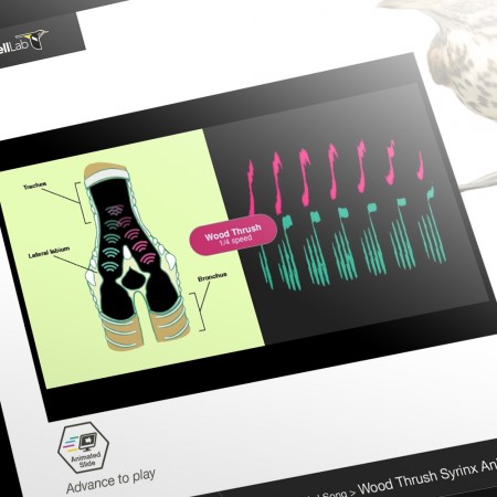 Anatomy of Bird Song Slides | Bird Academy • The Cornell Lab