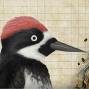 Birds need Water! Providing Water for Birds