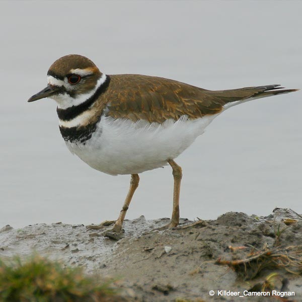 Killdeer 1 WV Killdeer calls in flight | Bird Academy • The Cornell Lab