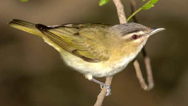 Red-eyed Vireo | Bird Academy • The Cornell Lab