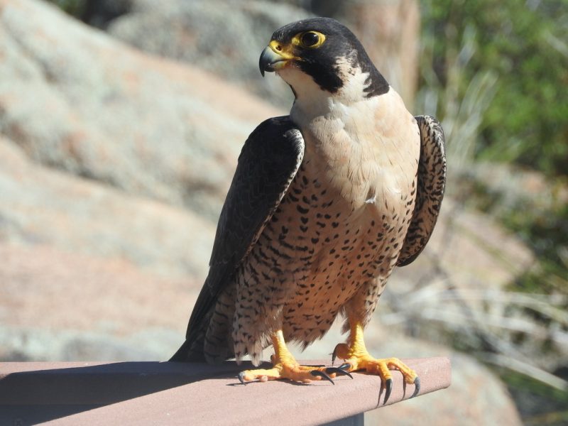 Peregrine Falcon close | Bird Academy • The Cornell Lab