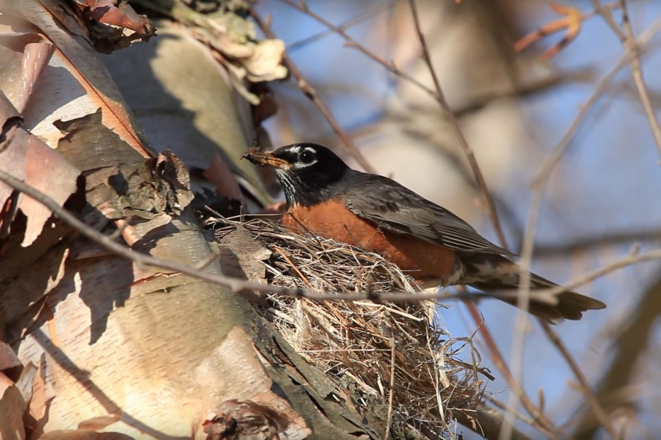 robin | Bird Academy • The Cornell LabBird Academy • The Cornell Lab