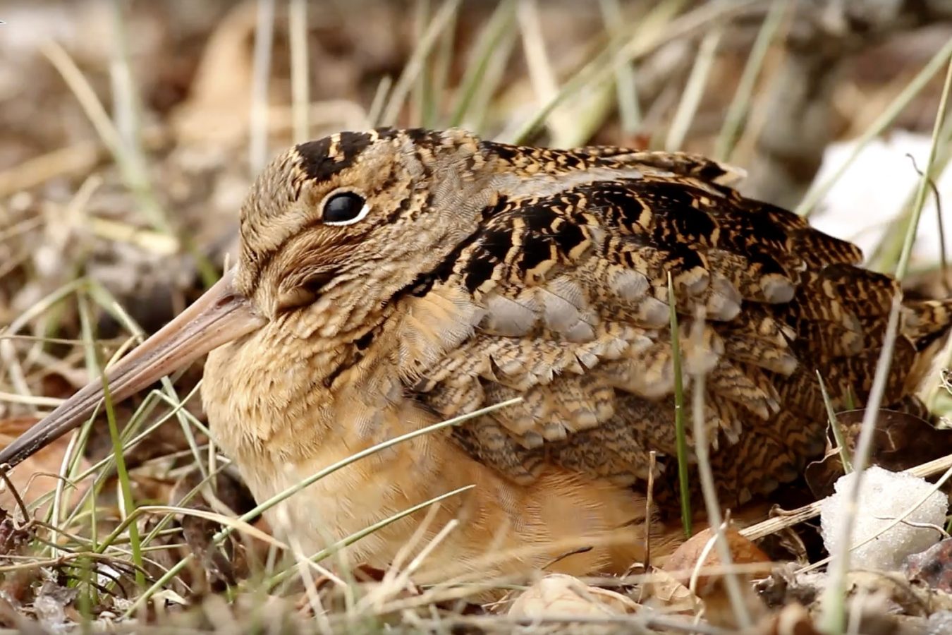 camouflage | Bird Academy • The Cornell LabBird Academy • The Cornell Lab