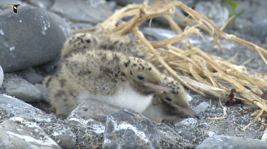 Common Tern | Bird Academy • The Cornell LabBird Academy • The Cornell Lab